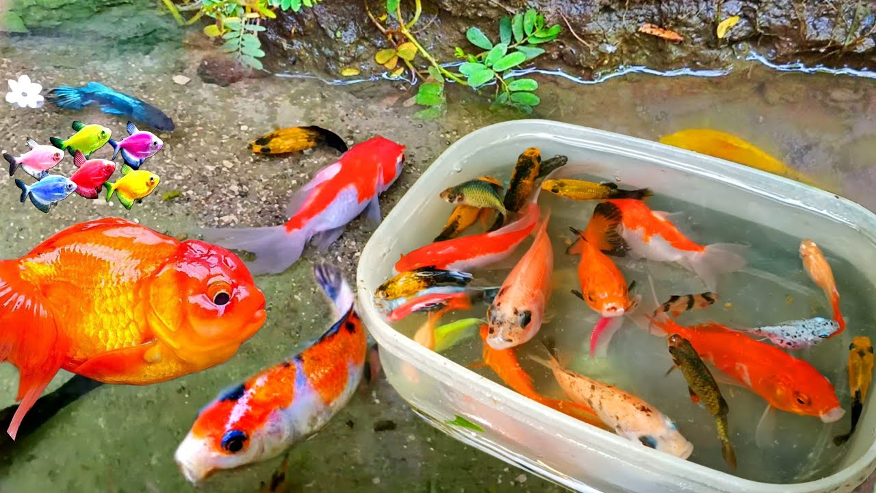 finding ornamental fish koi fish Koki fish catfish betta fish Molly ...