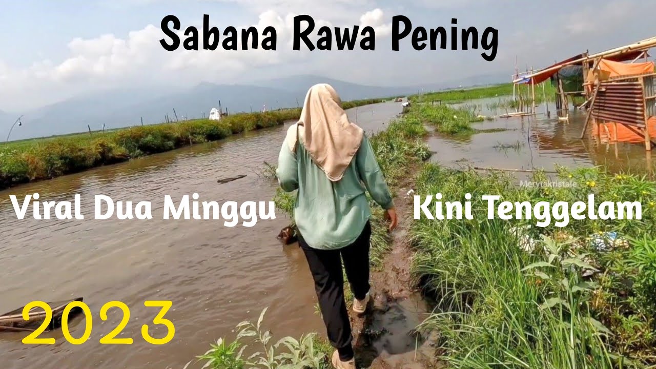 SEMPAT VIRAL DUA MINGGU !...SABANA RAWA PENING, Kondisi Terkini Setelah ...