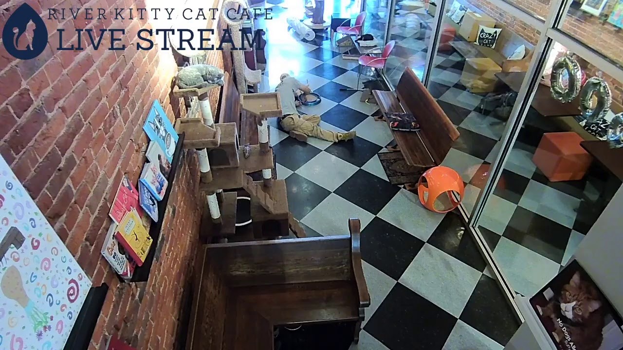 River Kitty Cat Café Live Stream - YouTube