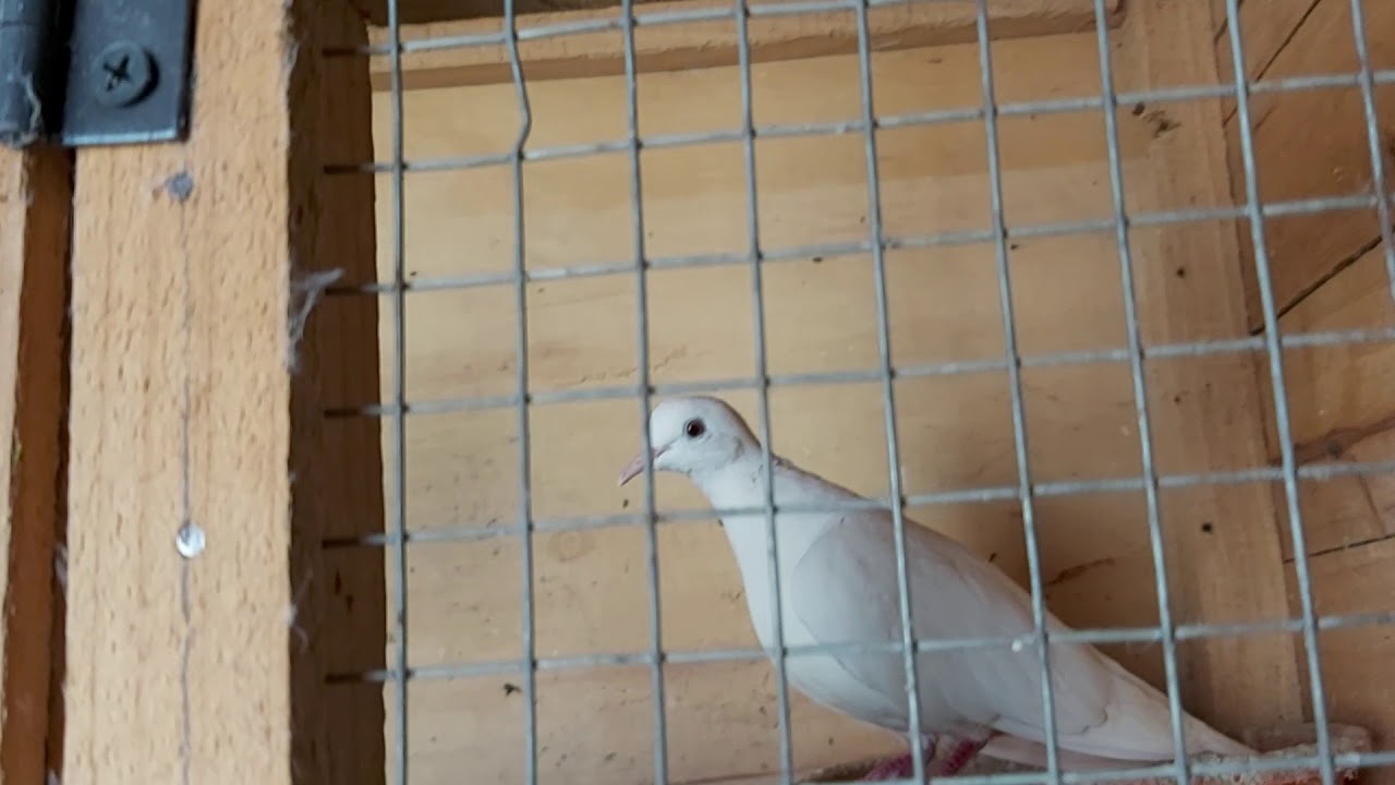 Homing White doves - YouTube