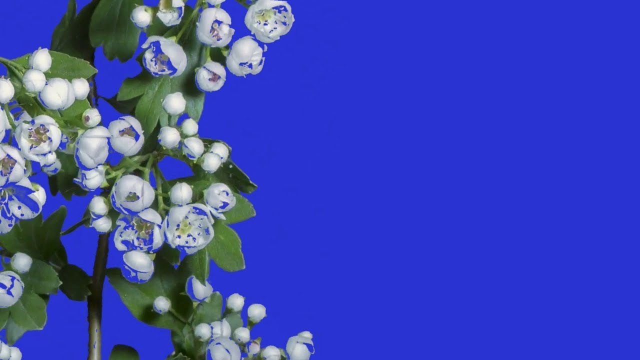 TIME LAPSE FLOWER BLOOM Green Screen HD 1080p - YouTube