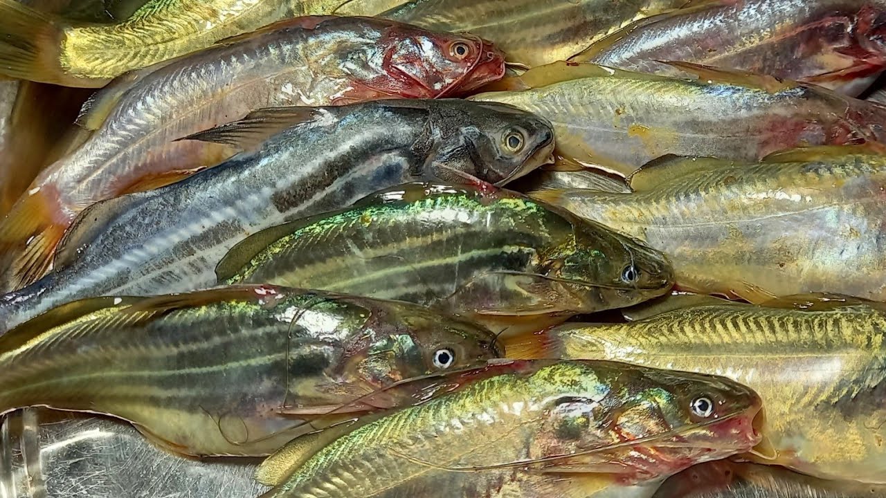 टेंगरा मछली ऐसे बनाएं सब उंगलियां चाट कर खायेंगे |Small Fish Curry ...