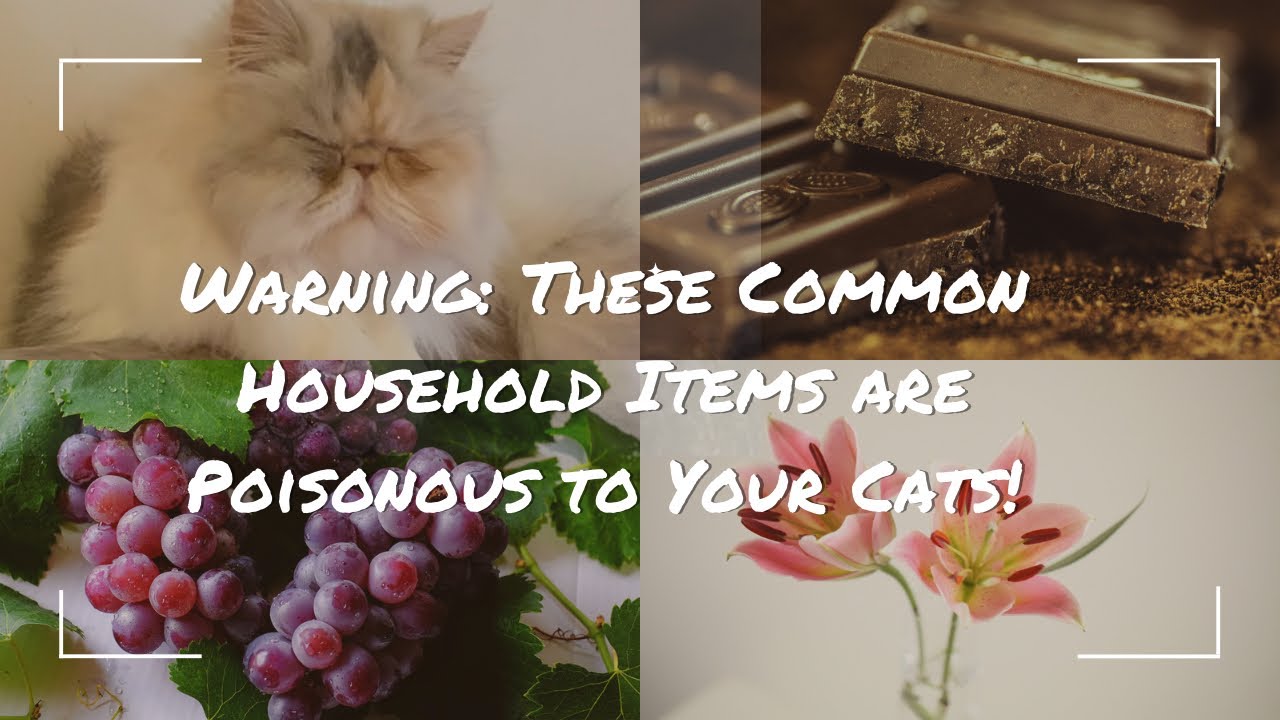 Warning: These Common Household Items are Poisonous to Your Cats! - YouTube