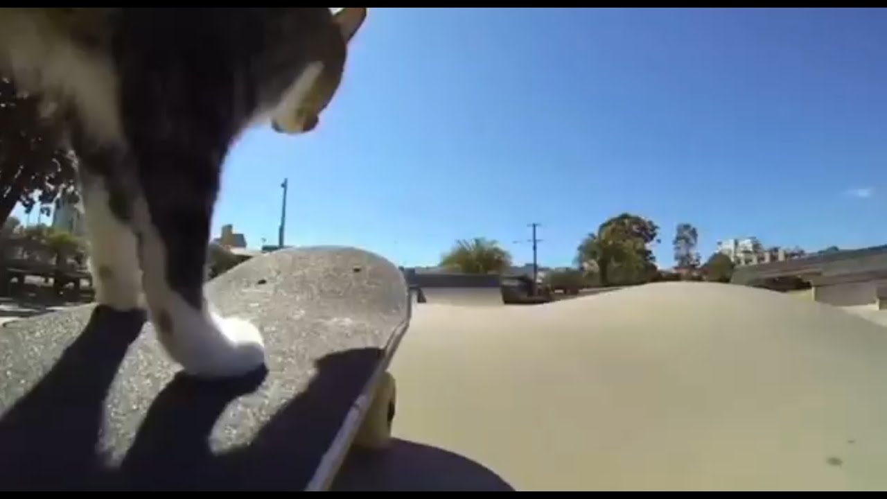 Cat Skating to Rapp Snitch Knishes 1 Hour - YouTube