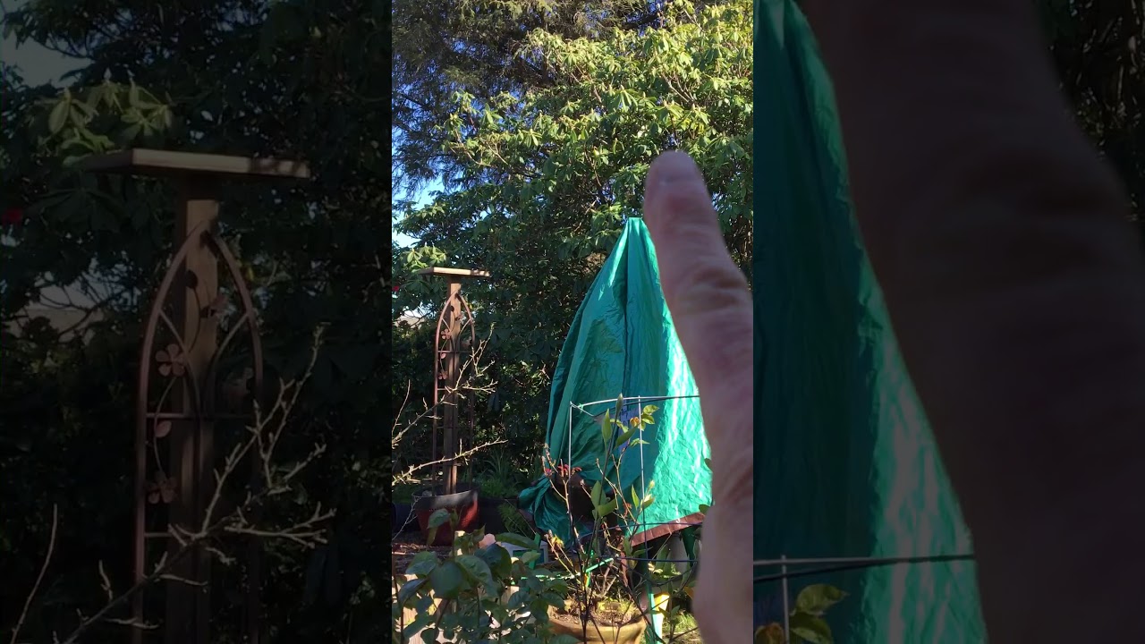 Mr Deason's Bird Feeder Videos Bird Blind 1 - YouTube