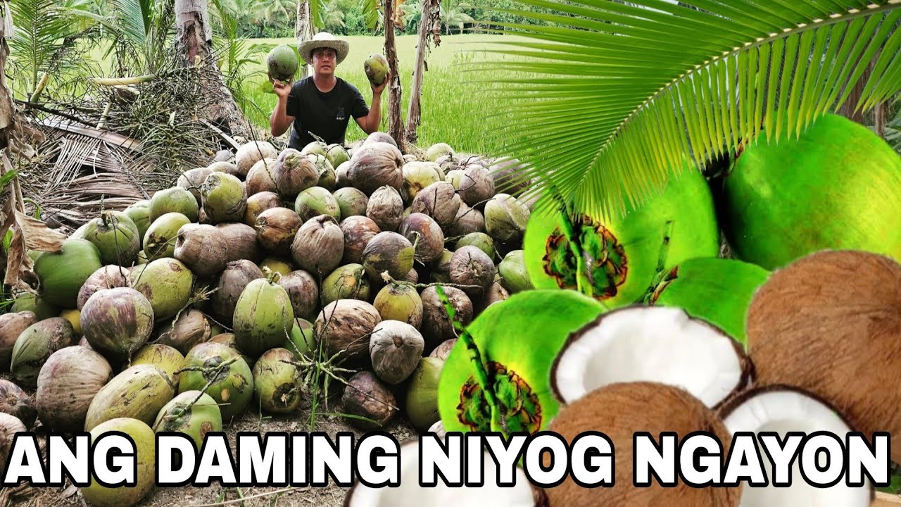 ANG DAMING NIYOG NGAYON PAGNINIYOG SA TABING BAHAY - YouTube