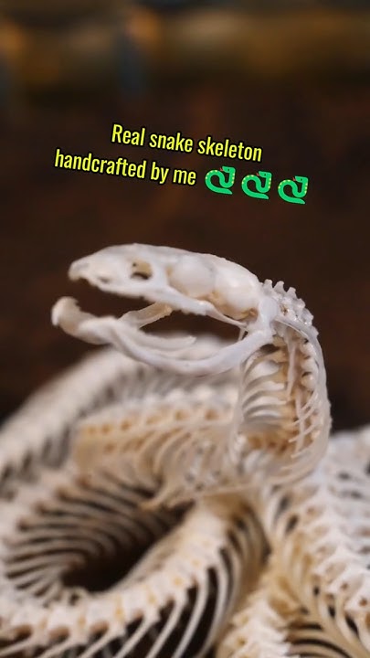 The Art of Bones: Real Snake Skeleton Display 🐍 #Taxidermy#DarkAesthetic #BoneCollector # ...