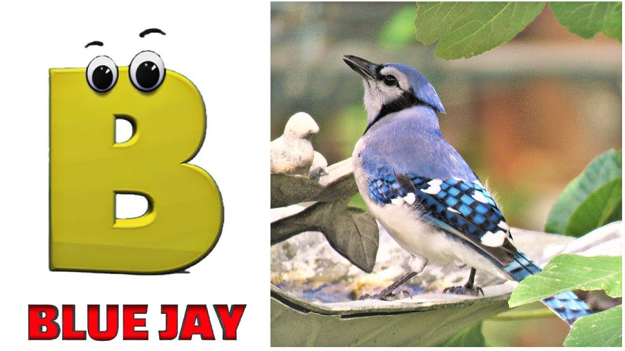 ABC Song | Birds 🕊️ ABC Song | Phonics for Kids | Baby Alphabet Letters ...