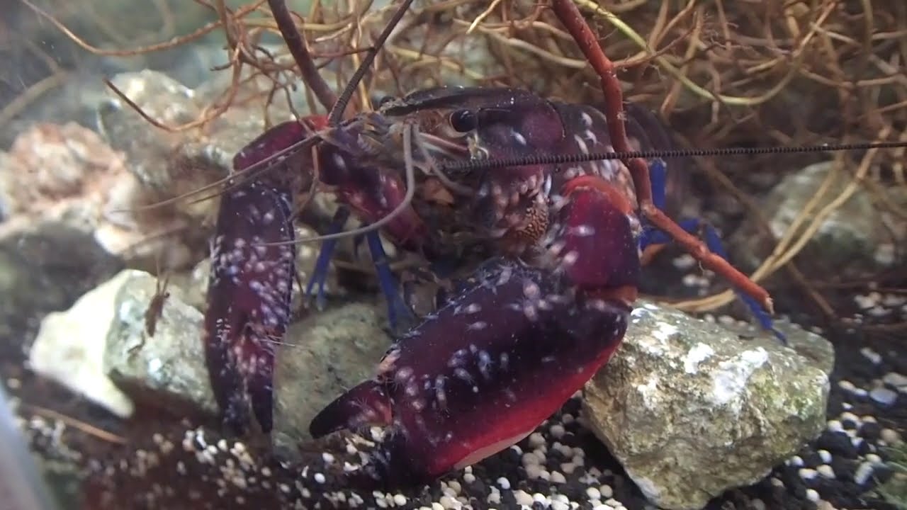 Temnocephala sp. on Cherax boesemani - YouTube