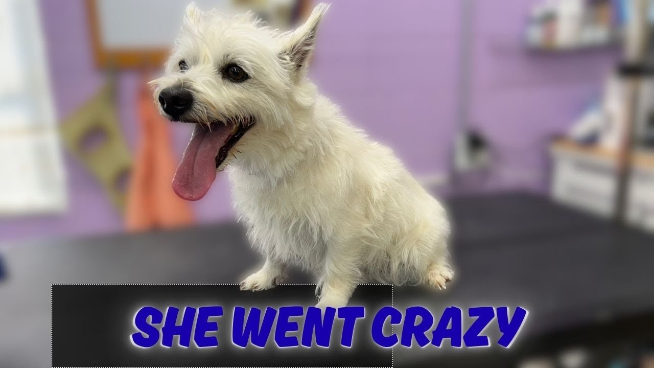 She was CRAZY for grooming!! - YouTube