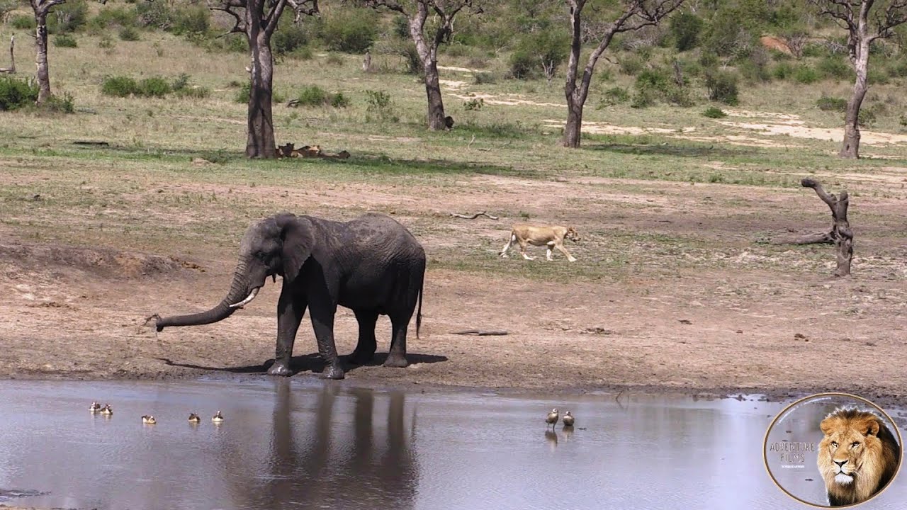 Elephant Use A Stick To Try And Scare Off Lions - YouTube