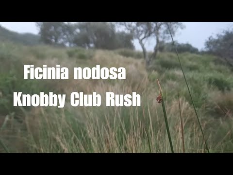 Ficinia nodosa (Knobby Club Rush) | Australian Native Plant Profile ...