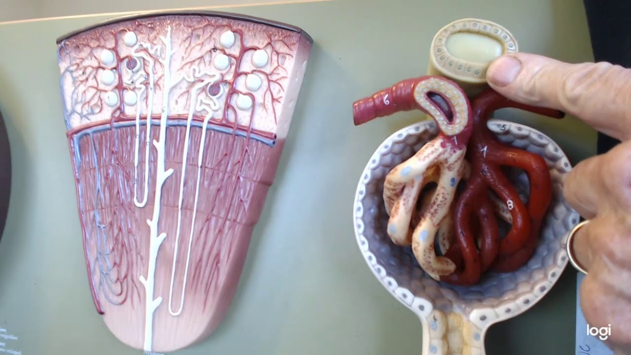 Renal lab video - YouTube