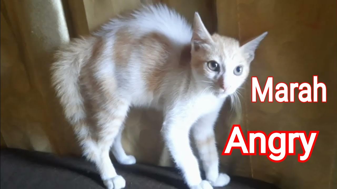 Cute Angry Kitten Moly | Angry Little Kitten | Anak Kucing Marah - YouTube