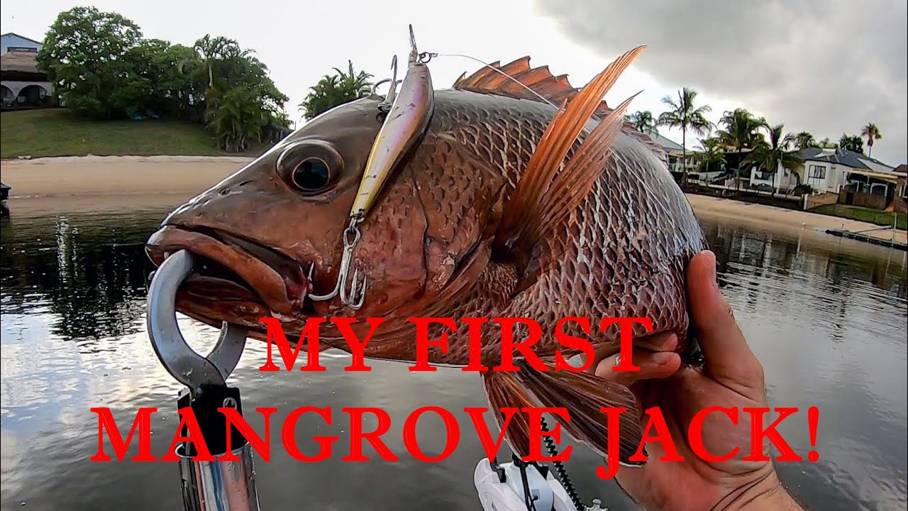 Nerang River Mangrove Jack Fishing - YouTube