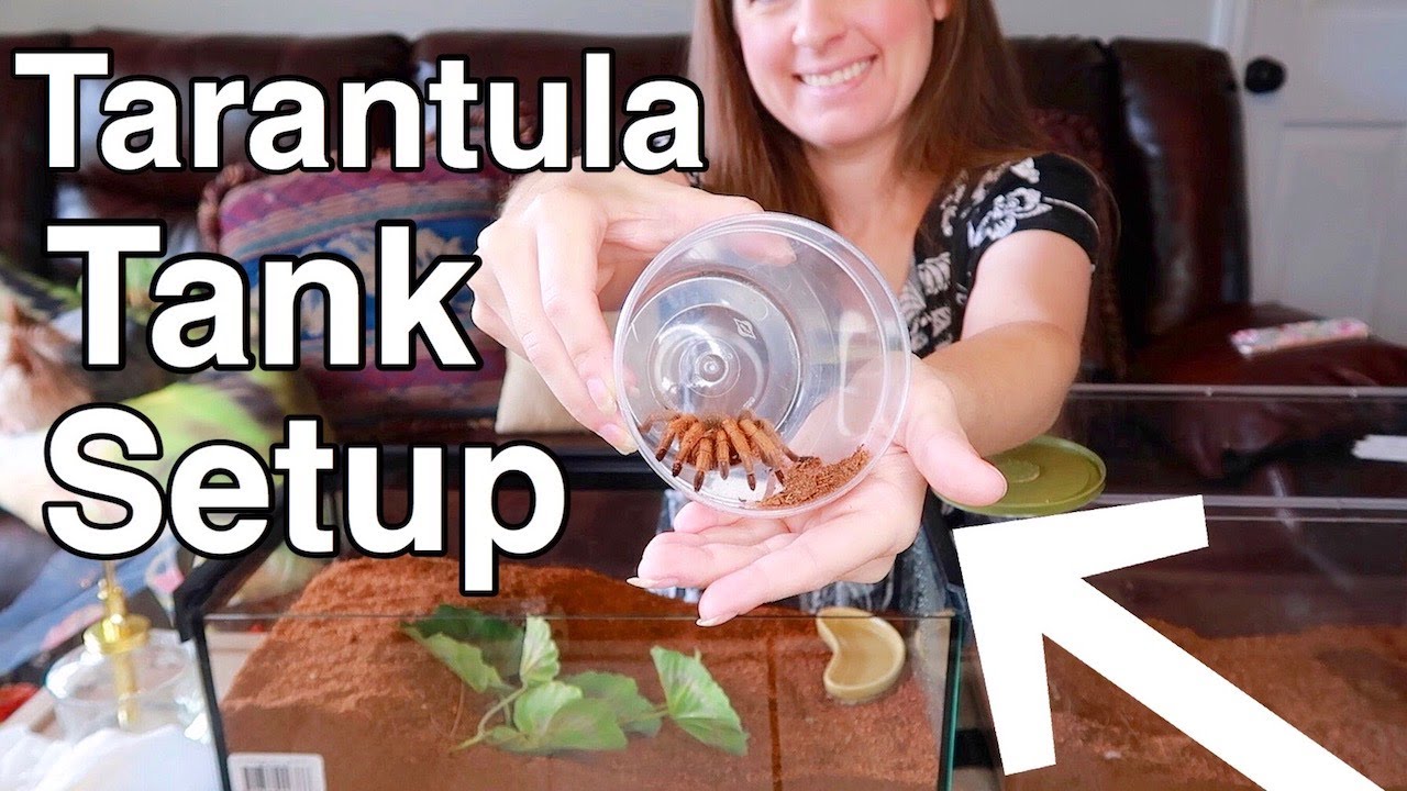 New Tarantula Tank Setup - Rehousing Ophelia - YouTube