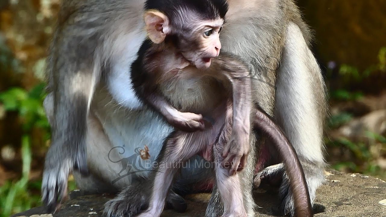 Baby Venus Growing Up So Fast And Her Movements Is Insane - YouTube