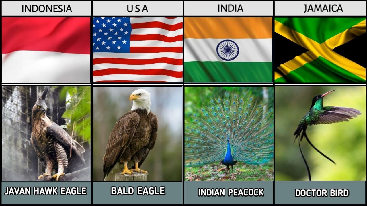 The National Birds by Different Countries in The World - YouTube