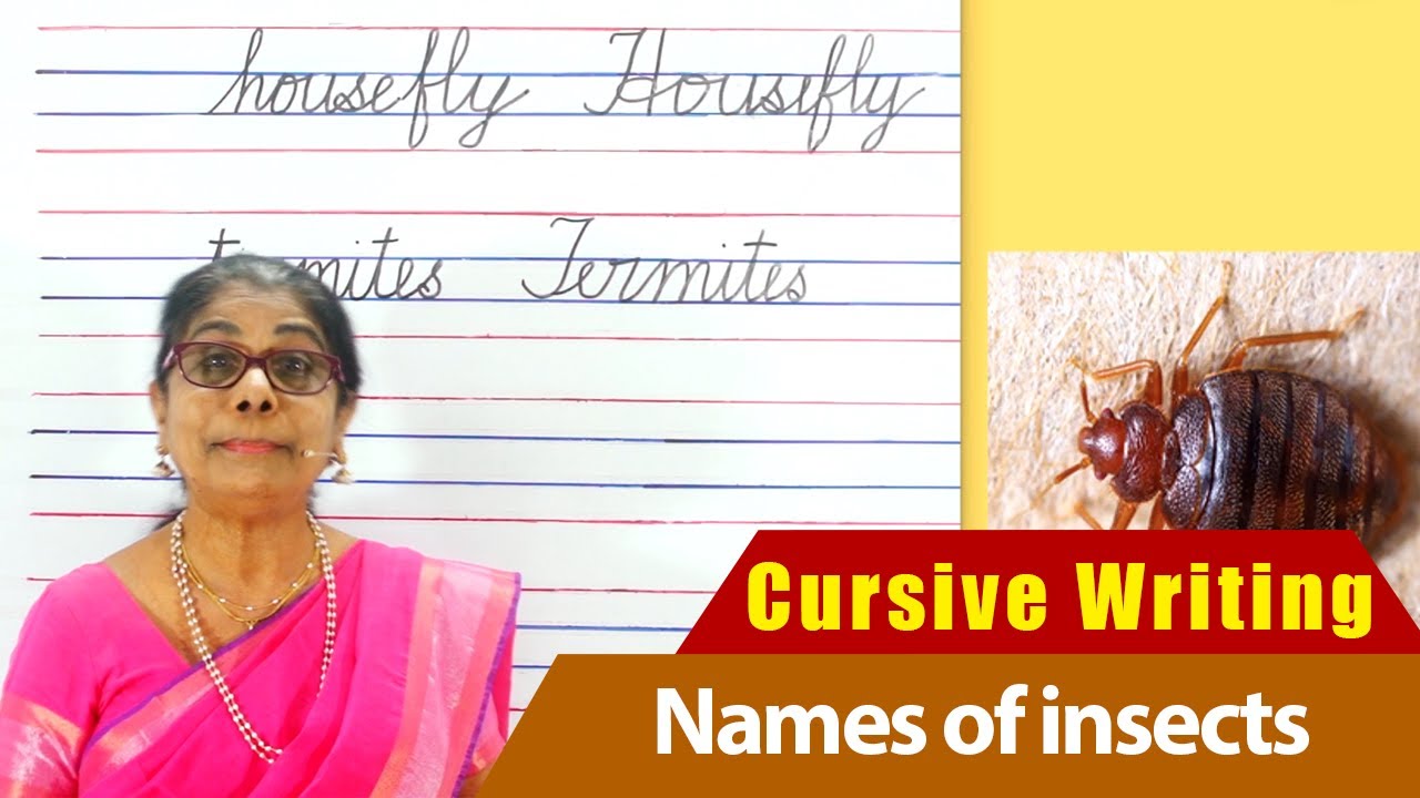 Names of insects | How to write English Cursive writing | Cursive ...