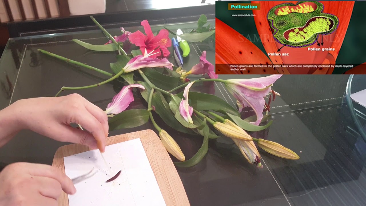 Form 1 Science 4.7 Part 1- Plant Reproduction - YouTube