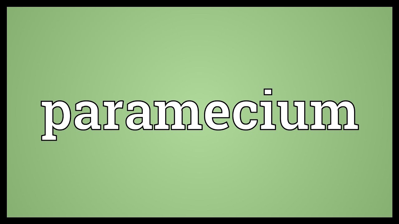 Paramecium Meaning - YouTube
