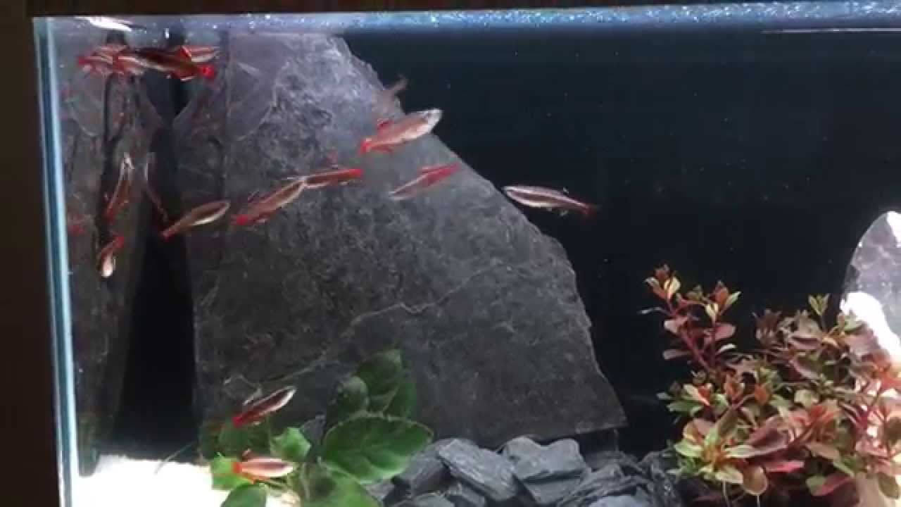 Creek aquarium - YouTube