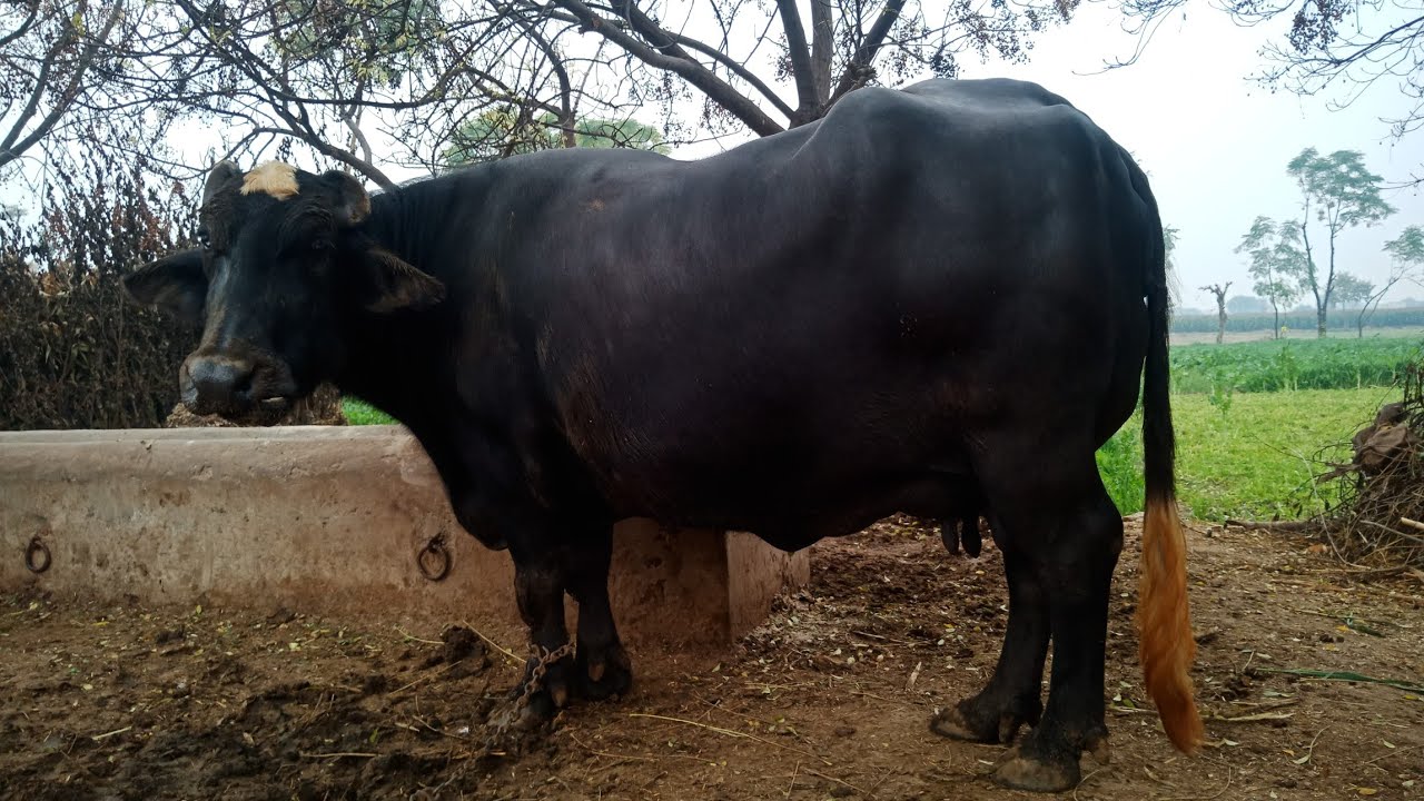 Neli Ravi Buffalo for Sale in Pakistan on YouTube,19,12,2019 - YouTube