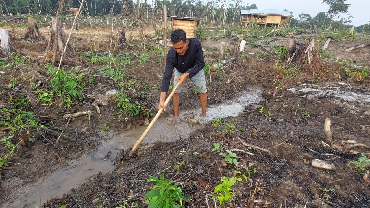 MEMBUKA DAN MEMBUAT PARIT UNTUK SALURAN AIR DI PONDOK KEBUN.. - YouTube