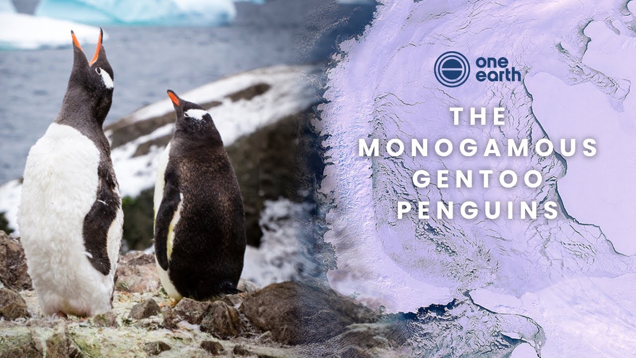 One Earth | The Monogamous Gentoo Penguins - YouTube