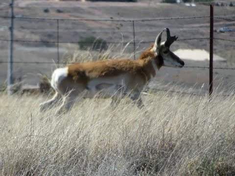 WHERE THE ANTELOPE ROAM - Bits and Pieces #2 - YouTube