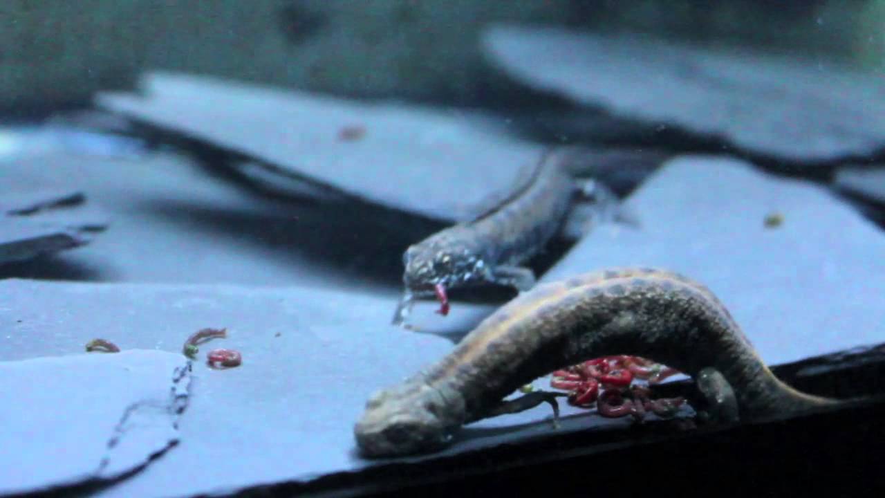 Triturus Dobrogicus (AKA Crested Newt) Feeding - YouTube