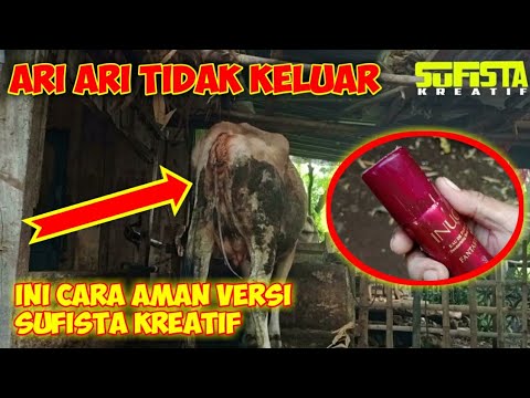 Cara mengatasi plasenta atau ari ari tidak keluar pada sapi #plasenta # ...