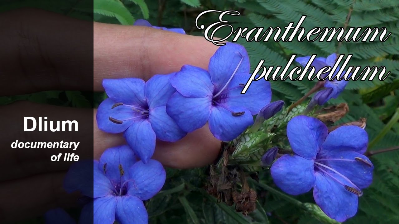 Blue eranthemum (Eranthemum pulchellum) - part 1 - YouTube