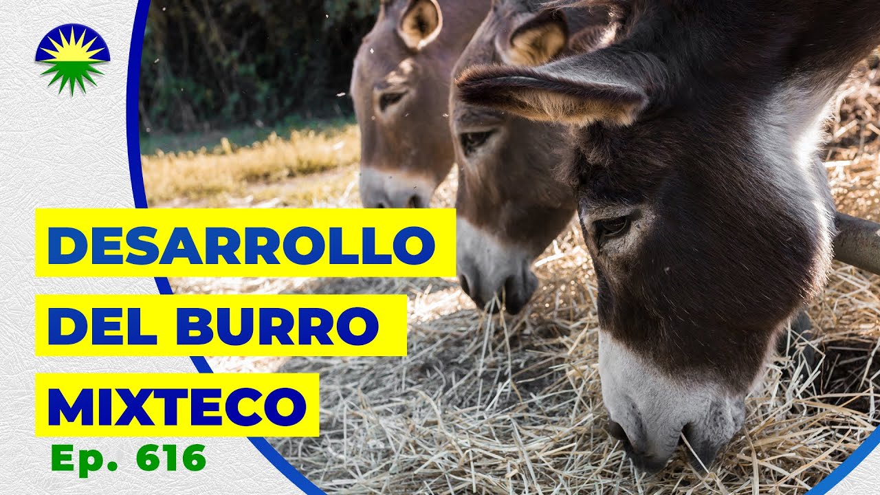 616. Desarrollo del Burro Mixteco. - YouTube