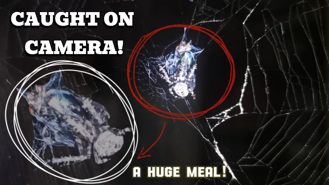 Feeding a Brown Sailor Spider (Gagambang Bahay) with a Big Blow Fly ...