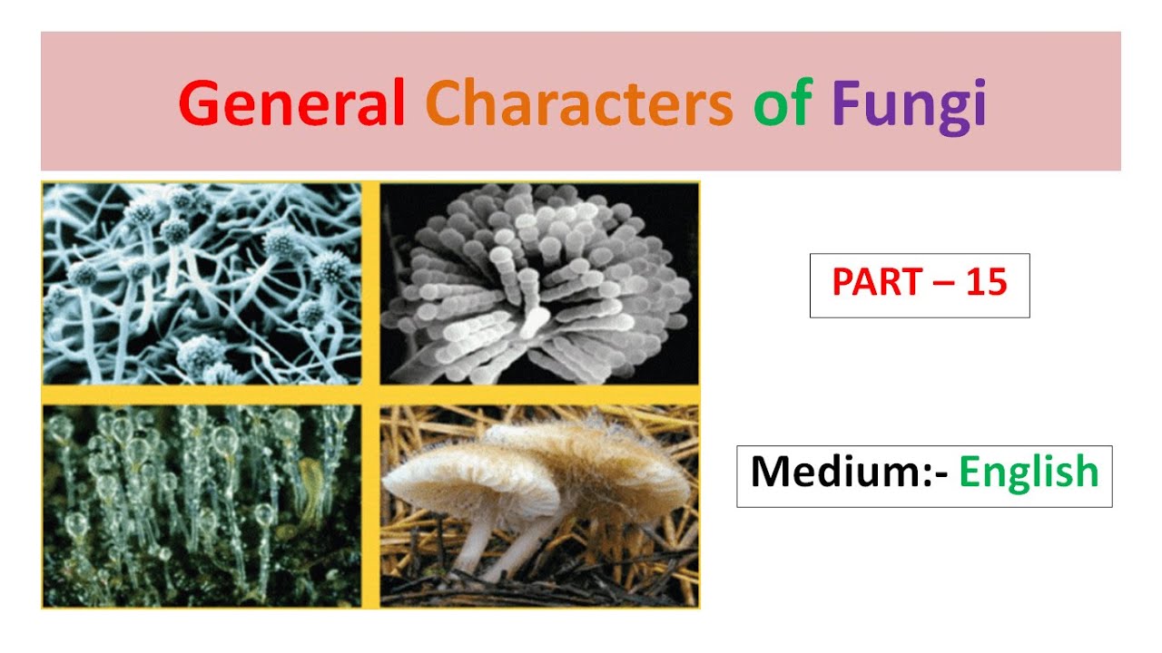 General Characters of Fungi (Part-15) English - YouTube
