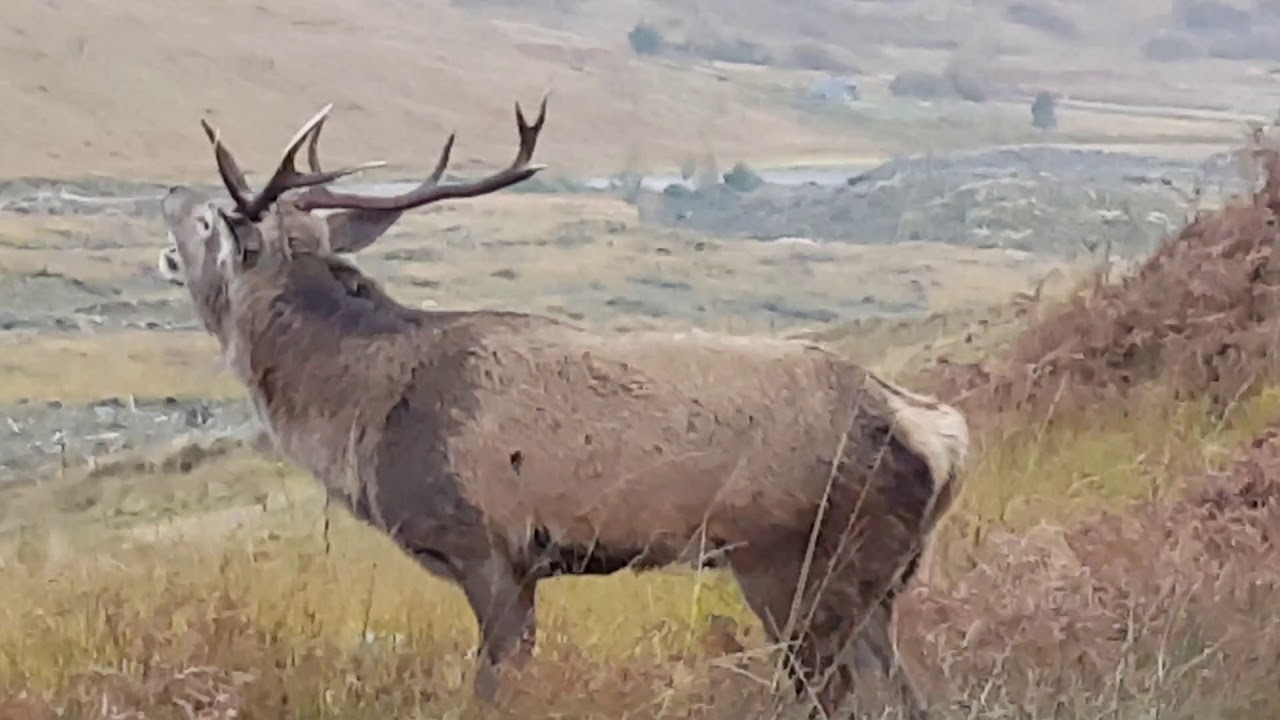 Stag mating call - YouTube