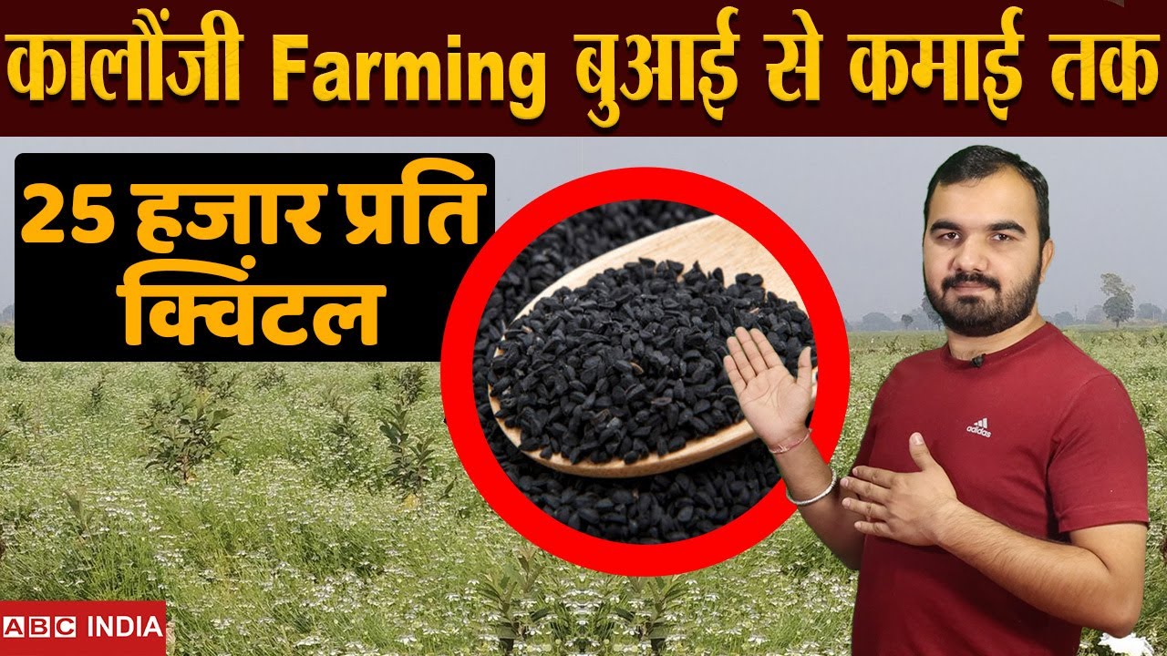 कालौंजी की खेती | Best kalonji ki kheti | kalonji Farming | kala jira farming | Black cumic ...