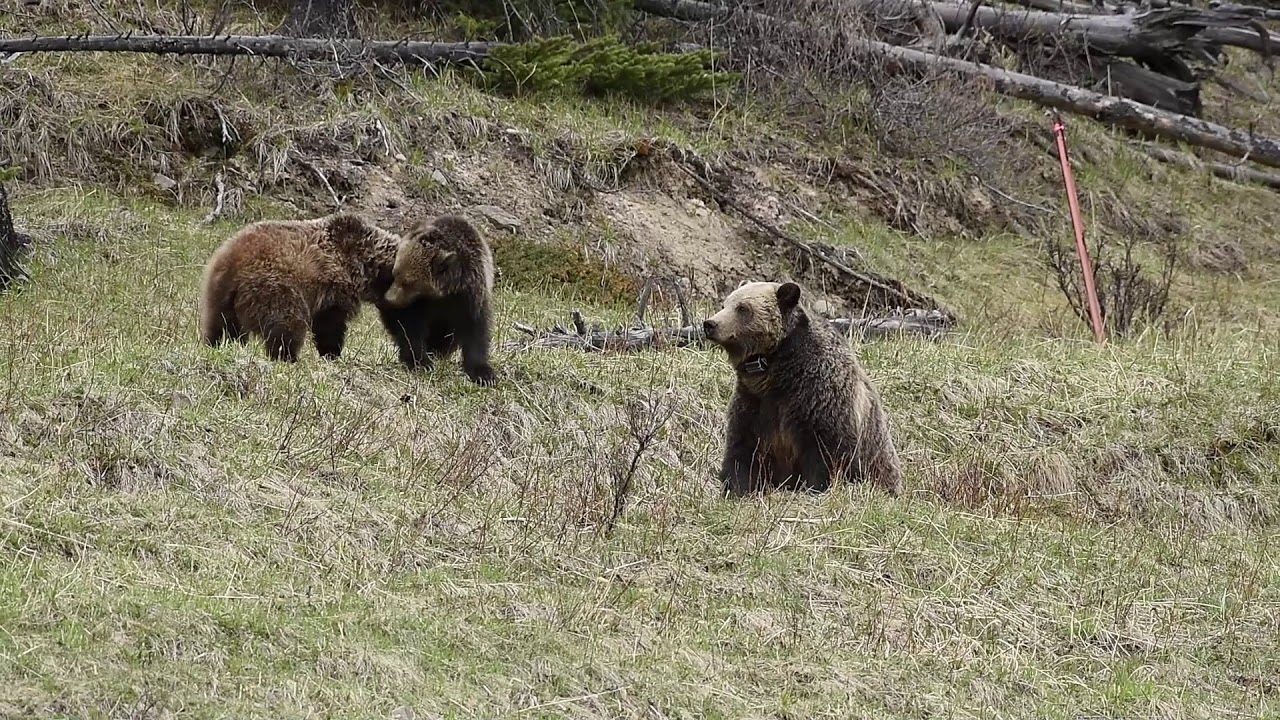 A Day in the Life of a Grizzly Bear Family - YouTube