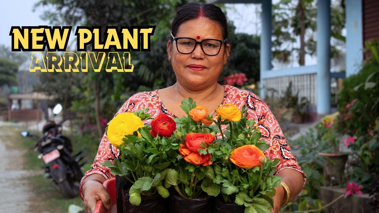 Ahele Ropnu Sakne Plant Haru Ko Collection I Plants for Home Garden ...