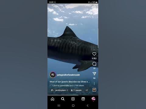 Monster Tiger Shark! 🦈 vc: pelagicdivefuvahmulah! #shorts #shark #ocean ...