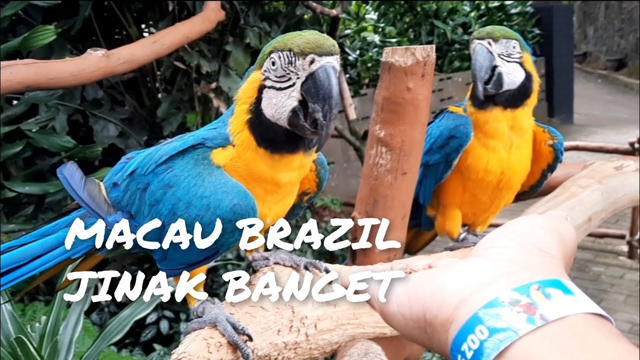 Kasih Makan Burung Macaw Brazil di Bandung Zoo. ahhh seruu. - YouTube