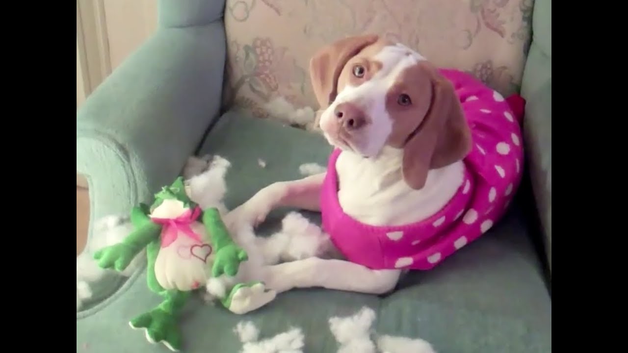 Dog Attacks Valentine's Gifts Cute Dog Maymo - YouTube