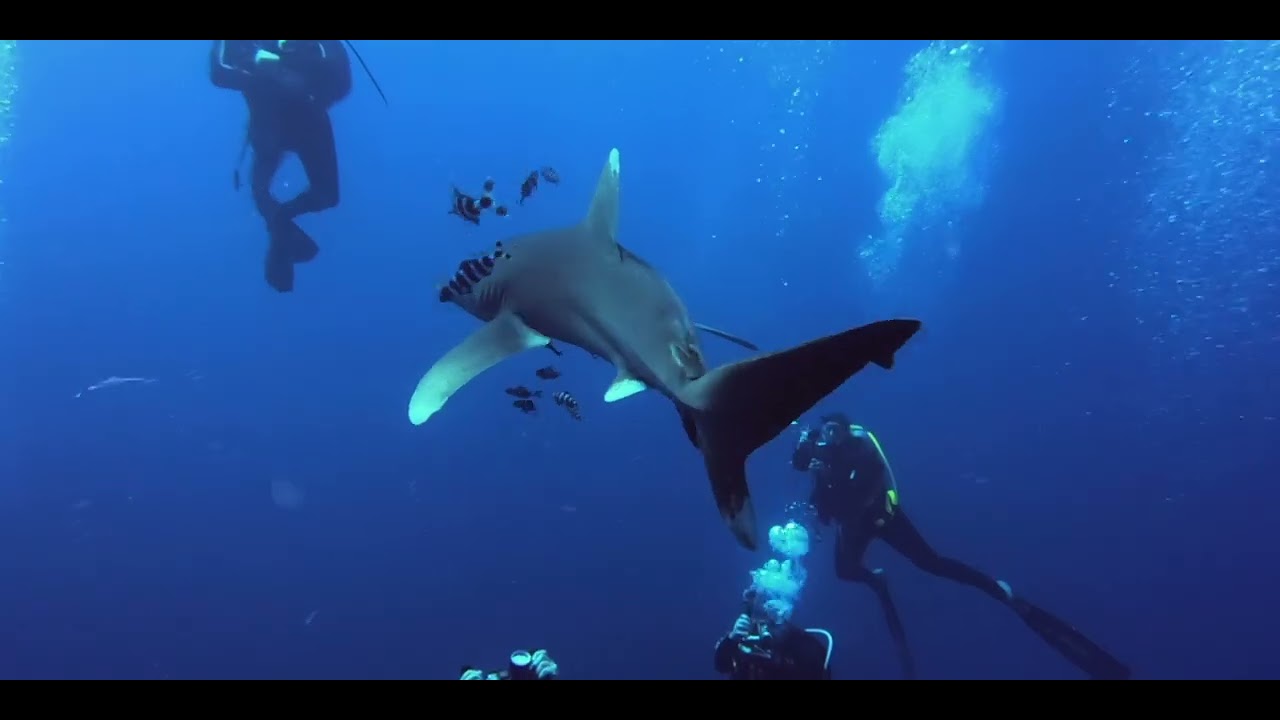 Elphinston 2021 (In Memory) - YouTube