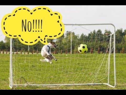 Funny Dog Goalkeeper Compilation - YouTube