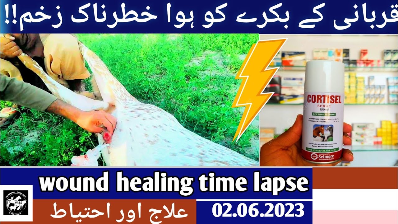 Wound healing time lapsy|wound healing | Zakhim kis trha thk kry|Goat ...