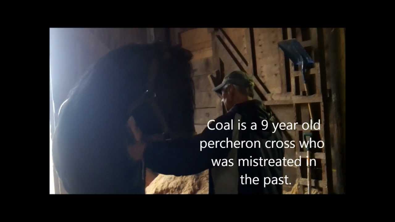 Mistreated Horse In Need Of Rehabilitation - YouTube