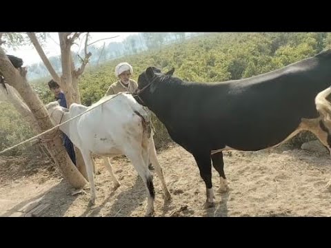 natural animal meeting|cow bull and buffalo|#crossmeeting|#cowmating