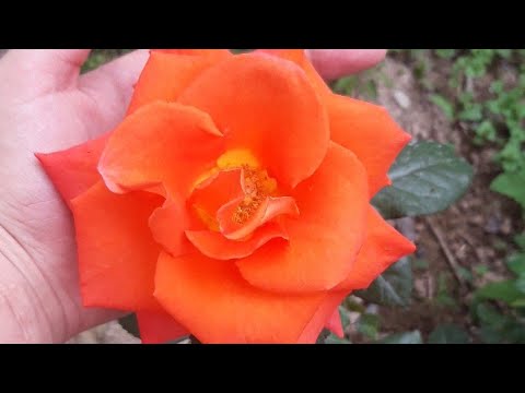 Atirgullar - YouTube