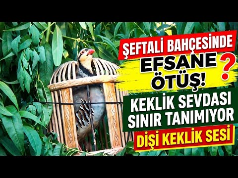 ​SESİYLE BAHÇEYİ ŞENLENDİREN DİŞİ KEKLİK 🌿 B_143_ Female Chukar Partridge - انثى الحجل - Keklik Sesi